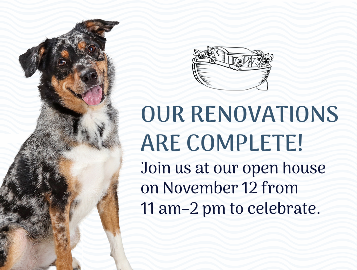 Renovation | Calling All Creatures Veterinary Hospital